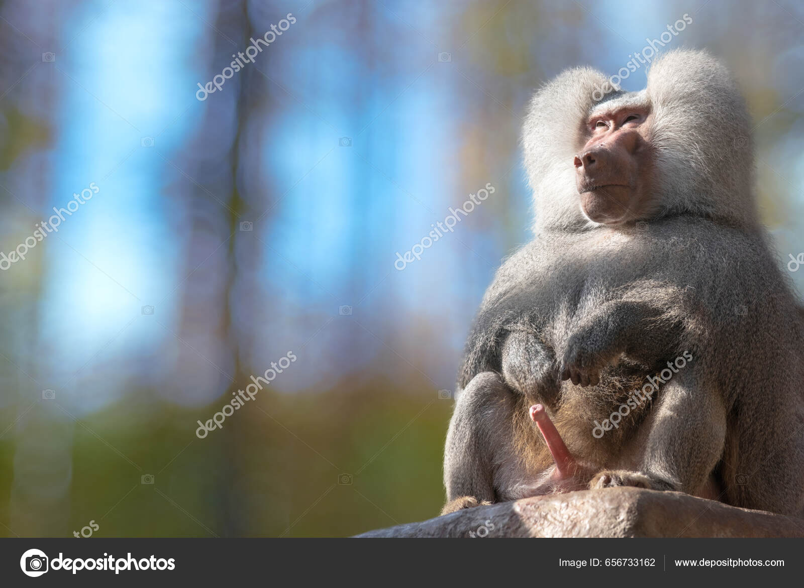 Hamadryas Baboon Papio Hamadryas Erect Penis — Stock Photo © bazil ...