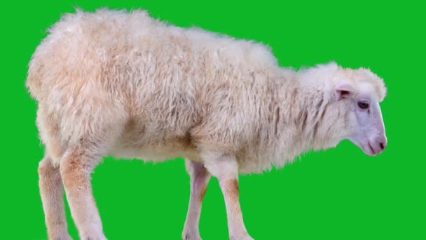 496 Green screen sheep Videos, Royalty-free Stock Green screen sheep ...