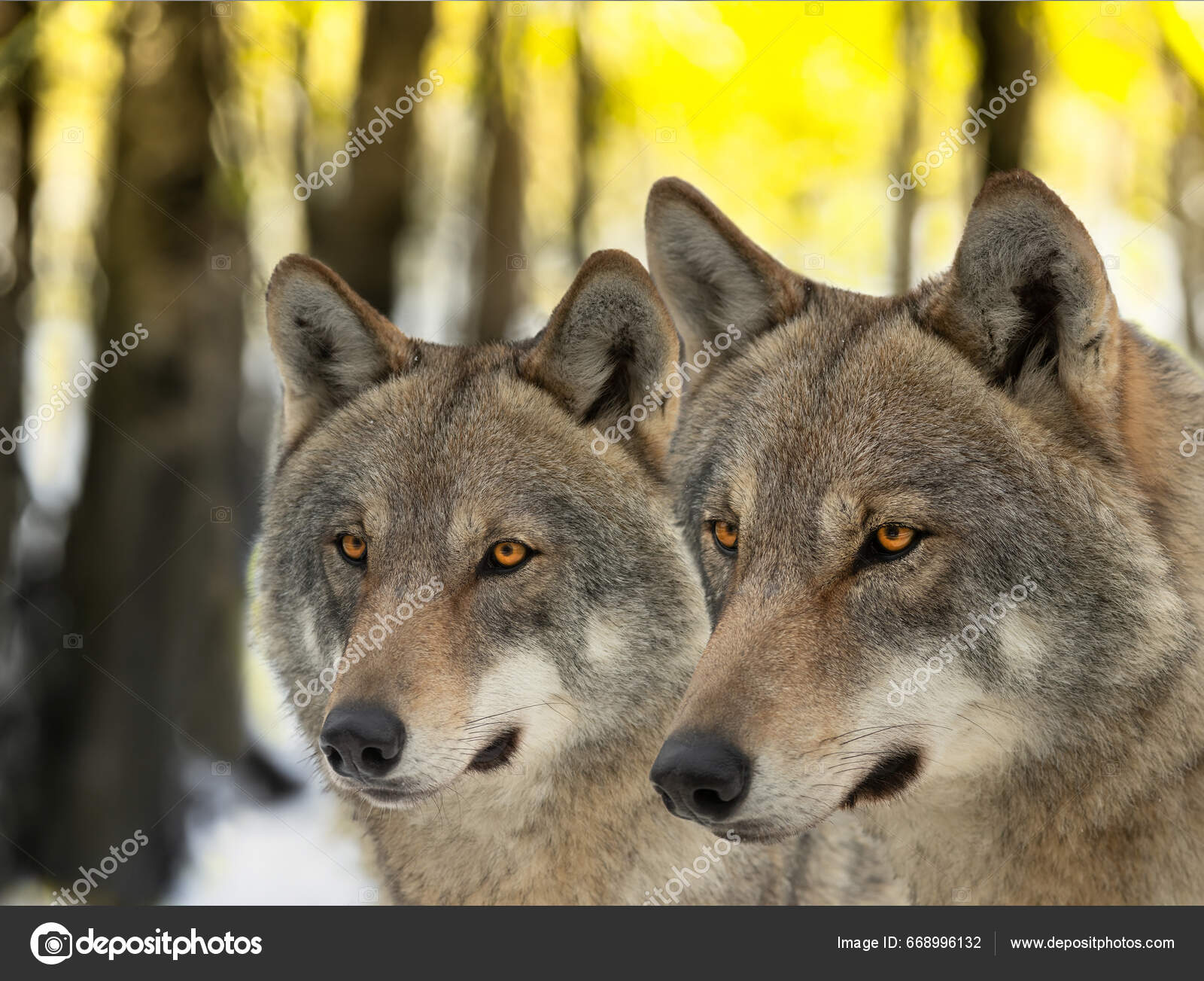 Wolf She Wolf Backdrop Setting Sun Winter — Stock Photo © bazil #668996132