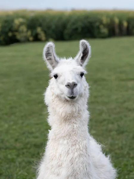 La llama images libres de droit, photos de La llama | Depositphotos