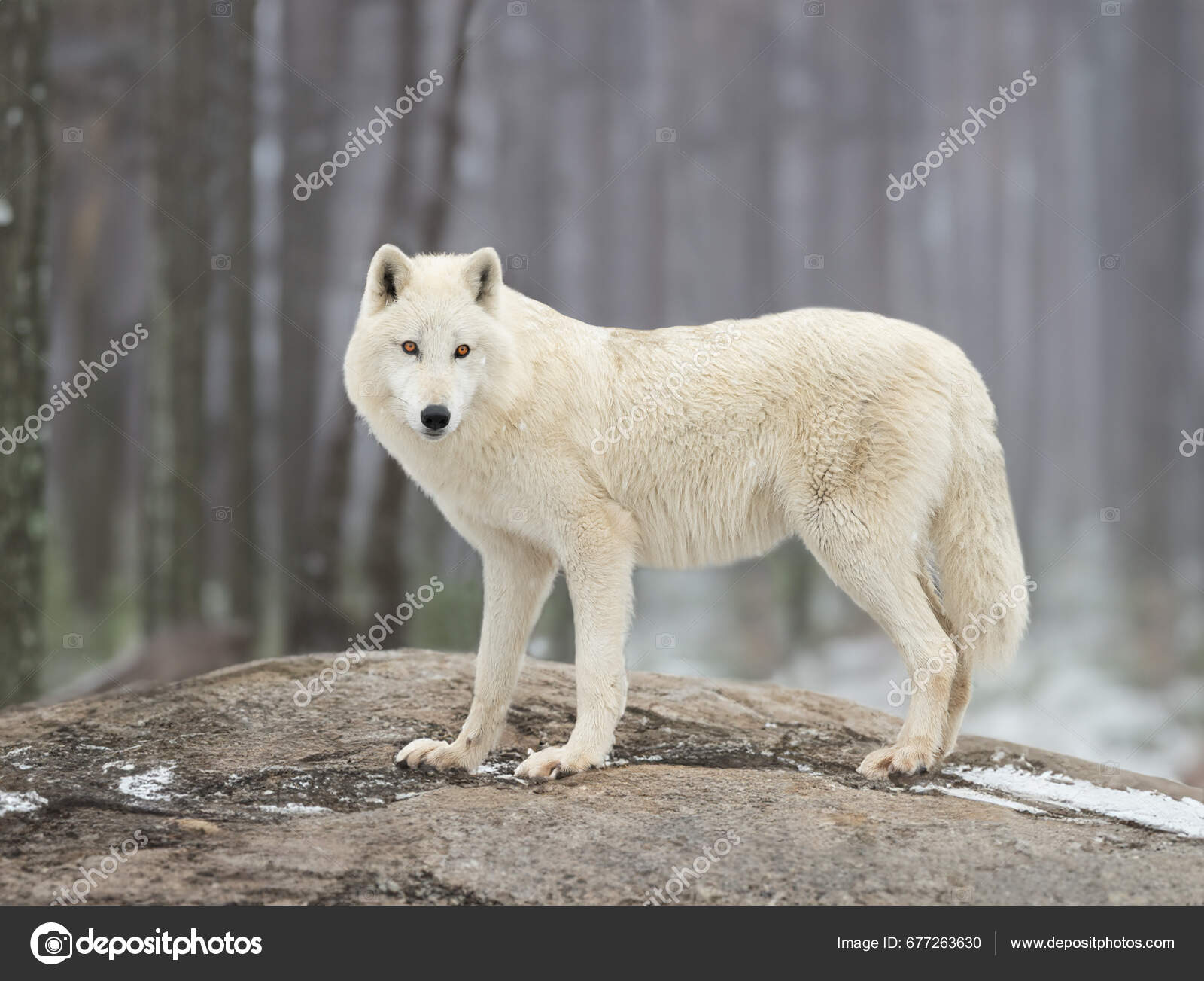 Polar Wolf Stands Background Forest — Stock Photo © bazil #677263630