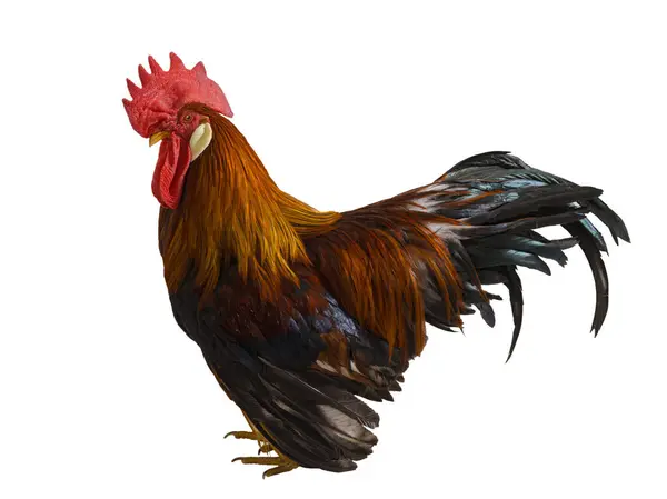 Angry rooster Stock Photos, Royalty Free Angry rooster Images ...