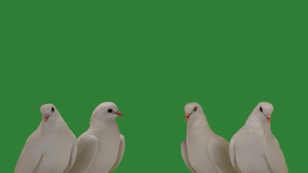 242 Green screen pigeons Stock Videos, 4K & HD Footage | Depositphotos