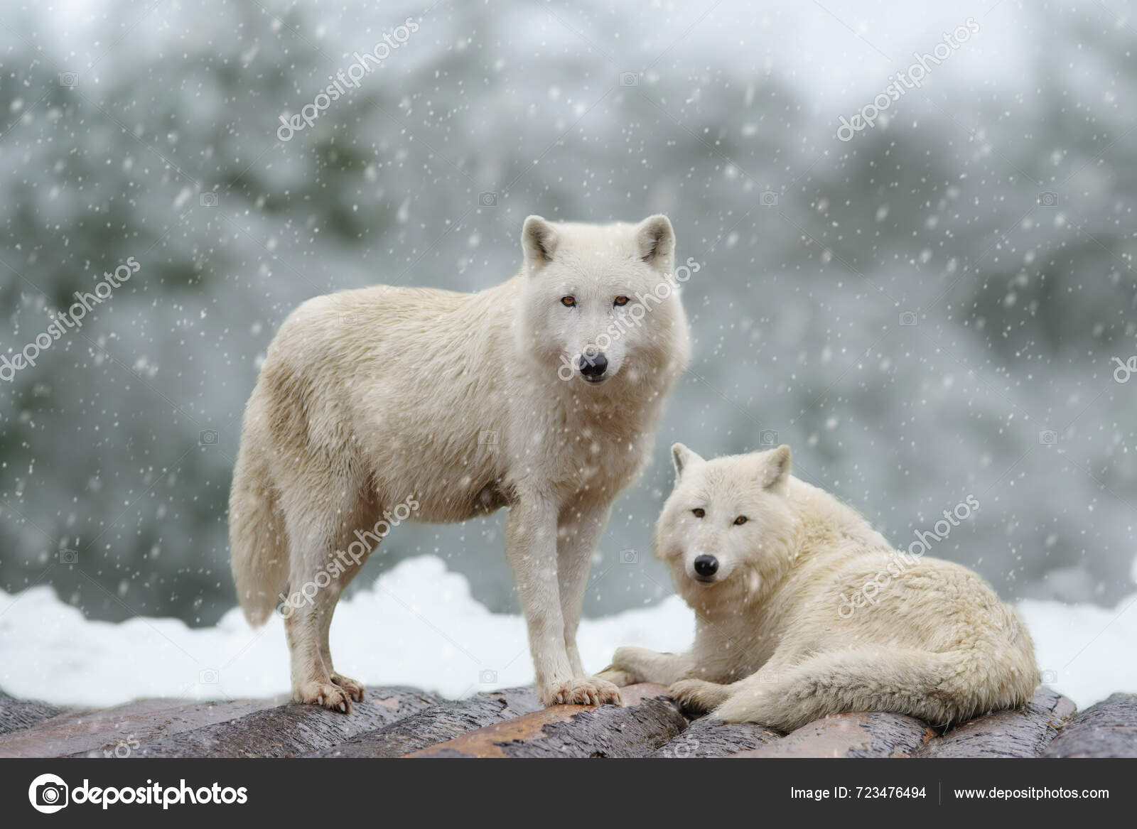 Two Wolves Backdrop Winter Forest — Stock Photo © bazil #723476494