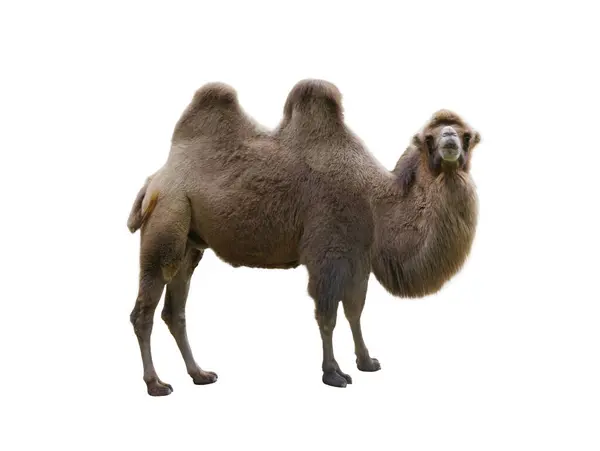 Camel colored Stock Photos, Royalty Free Camel colored Images ...