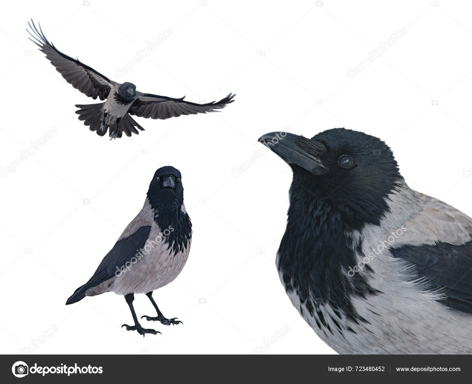 Grey Raven Isolated White Background — Stock Photo © bazil #723480452