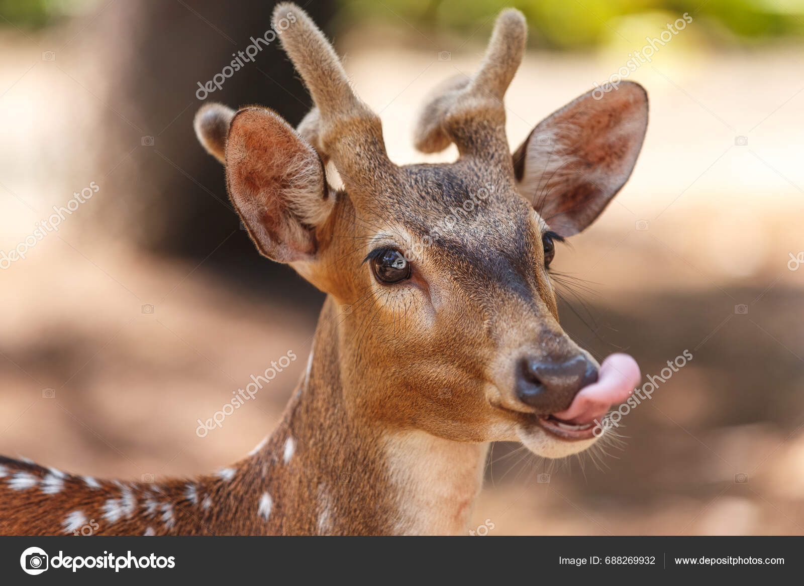 Ciervo Elegante Con Una Capa Color Rojizo Dorado Que Dispersan — Foto ...