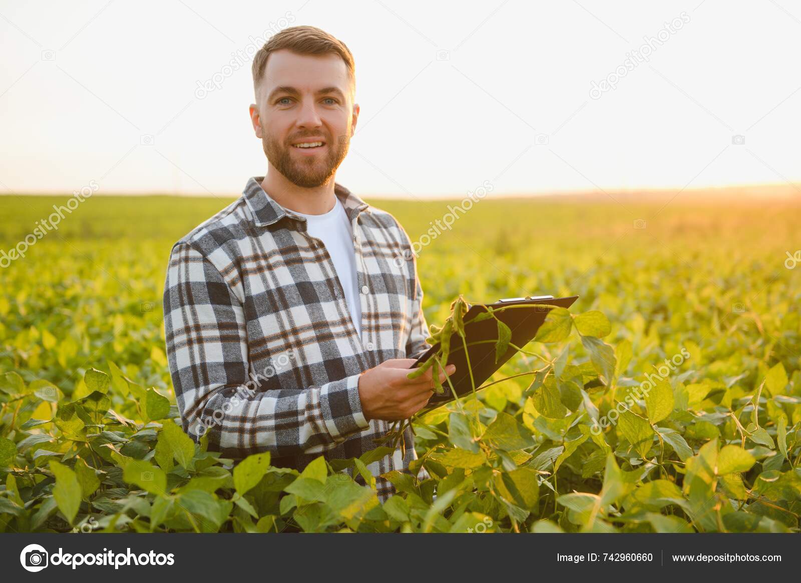 Farmer Inspects Green Soybean Field Concept Harvest — Stock Photo ... Farmer Inspects Green Soybean Field Concept Harvest — Stock Photo ...