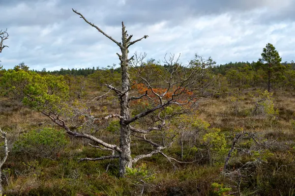 Turf moeras bos Stock Photos, Royalty Free Turf moeras bos Images ...