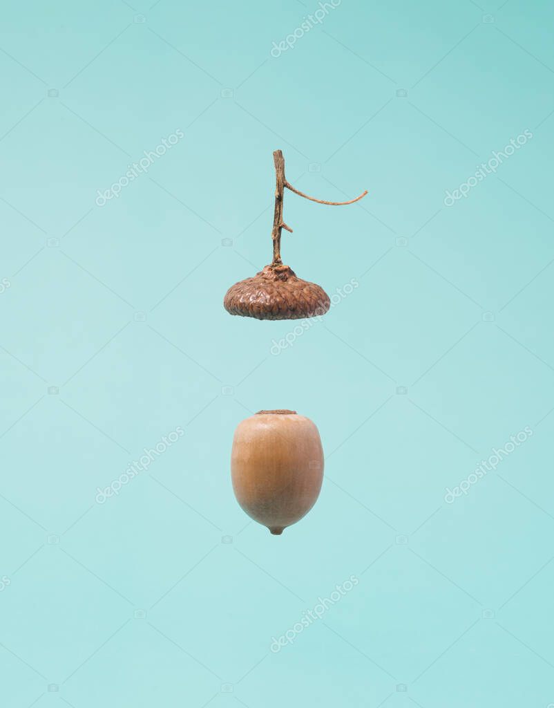 Partes de bellota de roble separadas en el aire sobre un fondo azul ...