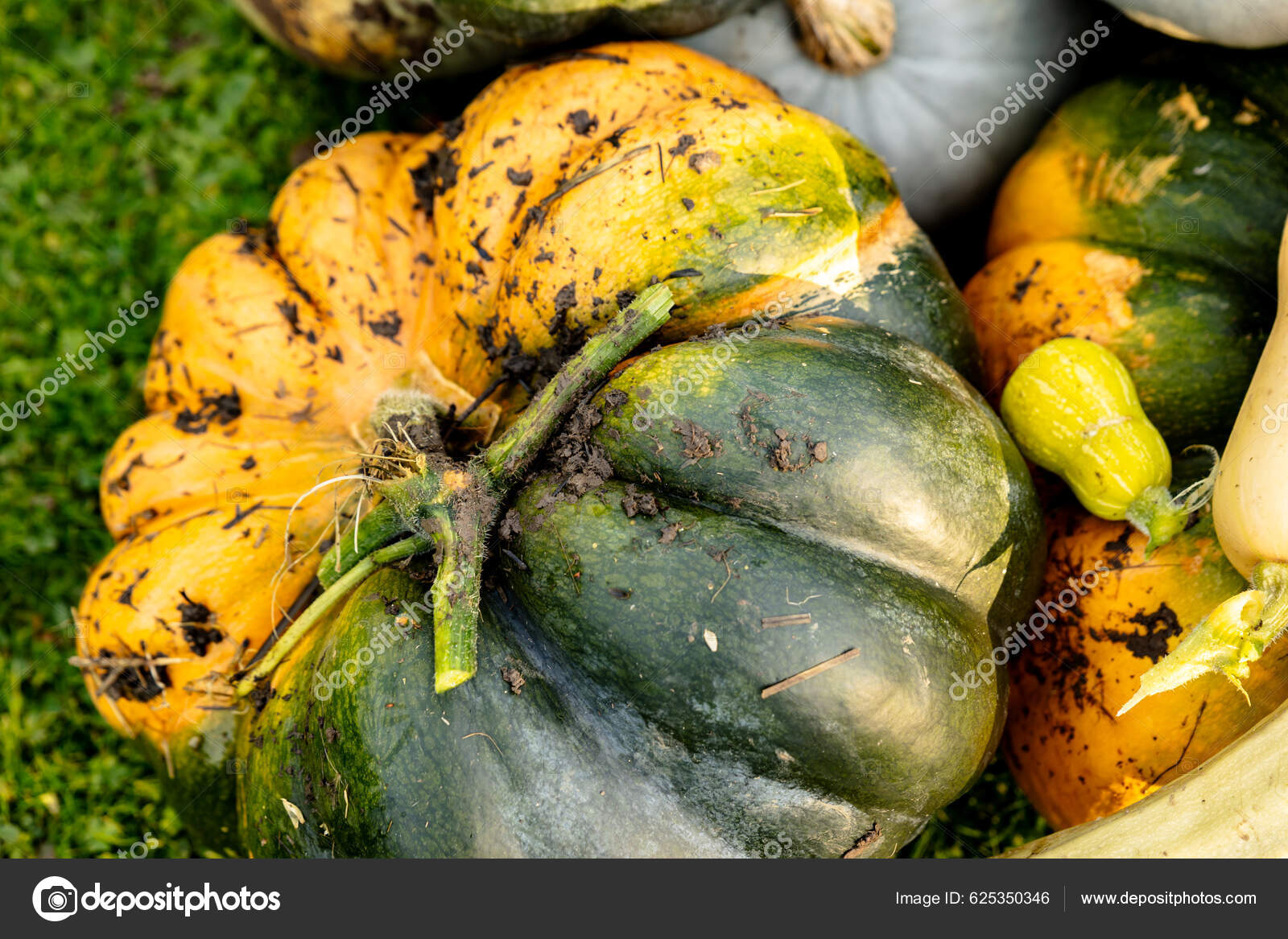 Cucurbitaceae Family