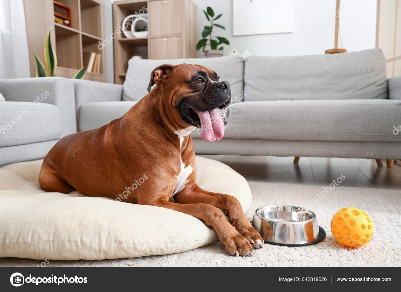 Boxer Dog Lying Pet Bed Home — Stock Photo © serezniy #642819526