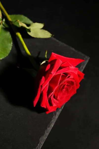 Board Beautiful Red Rose Black Background — Stock Photo © serezniy ...
