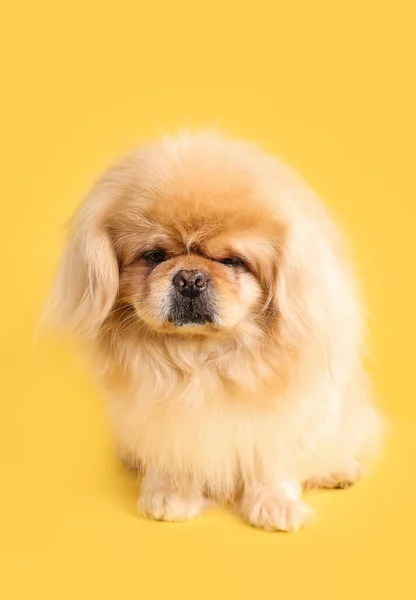 Yellow background dog Stock Photos, Royalty Free Yellow background dog ...