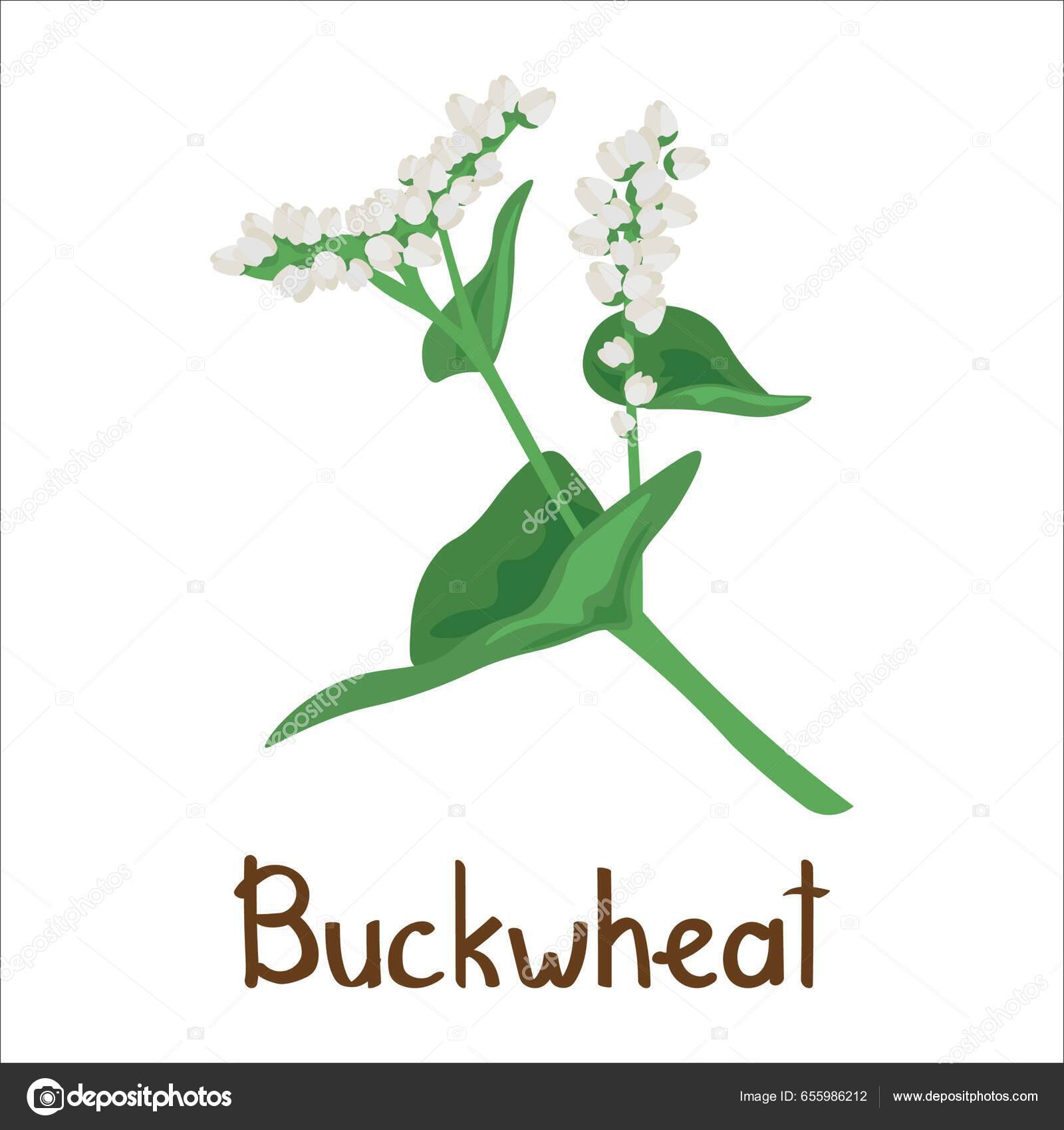 Buckwheat Plant Illustration