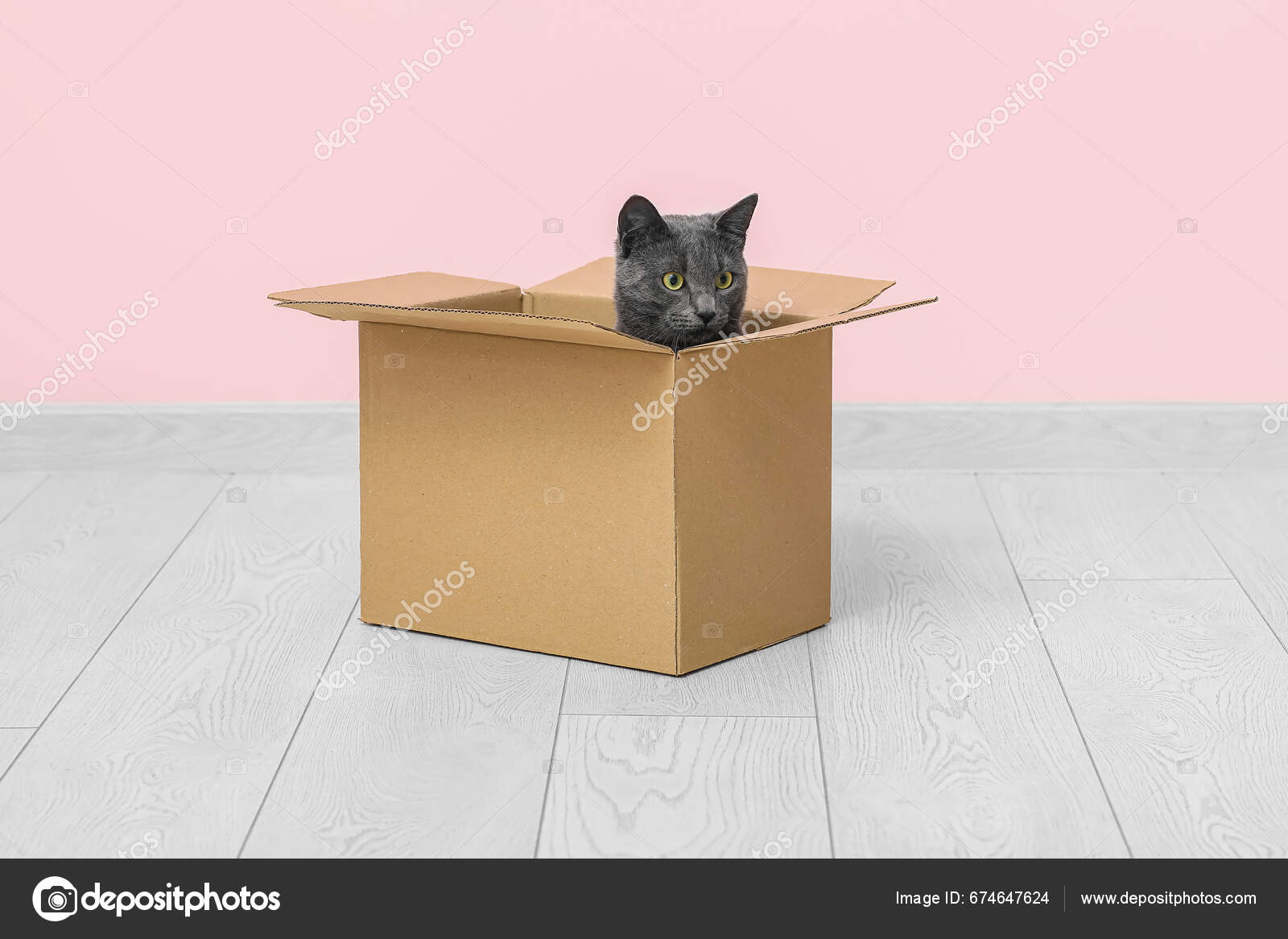 Cute British Cat Sitting Box Floor Pink Wall Stock Photo by ©serezniy ...