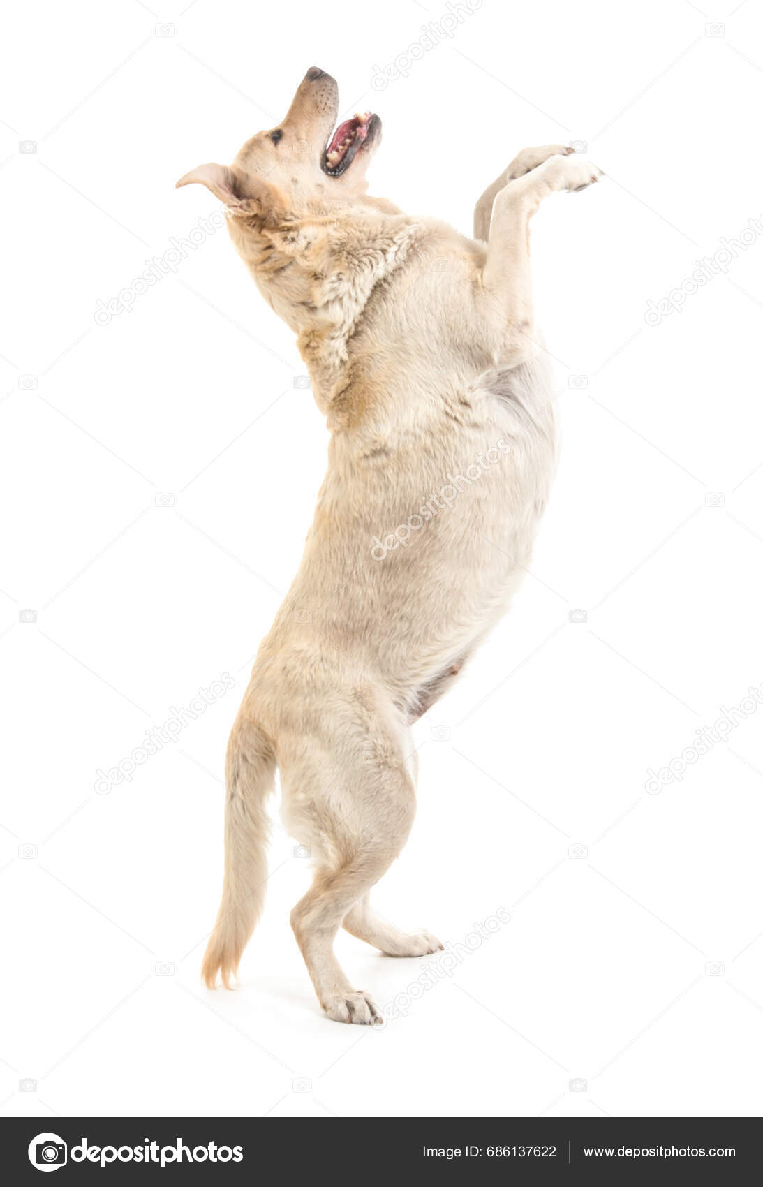 Cute Labrador Dog Jumping White Background — Stock Photo © serezniy ...