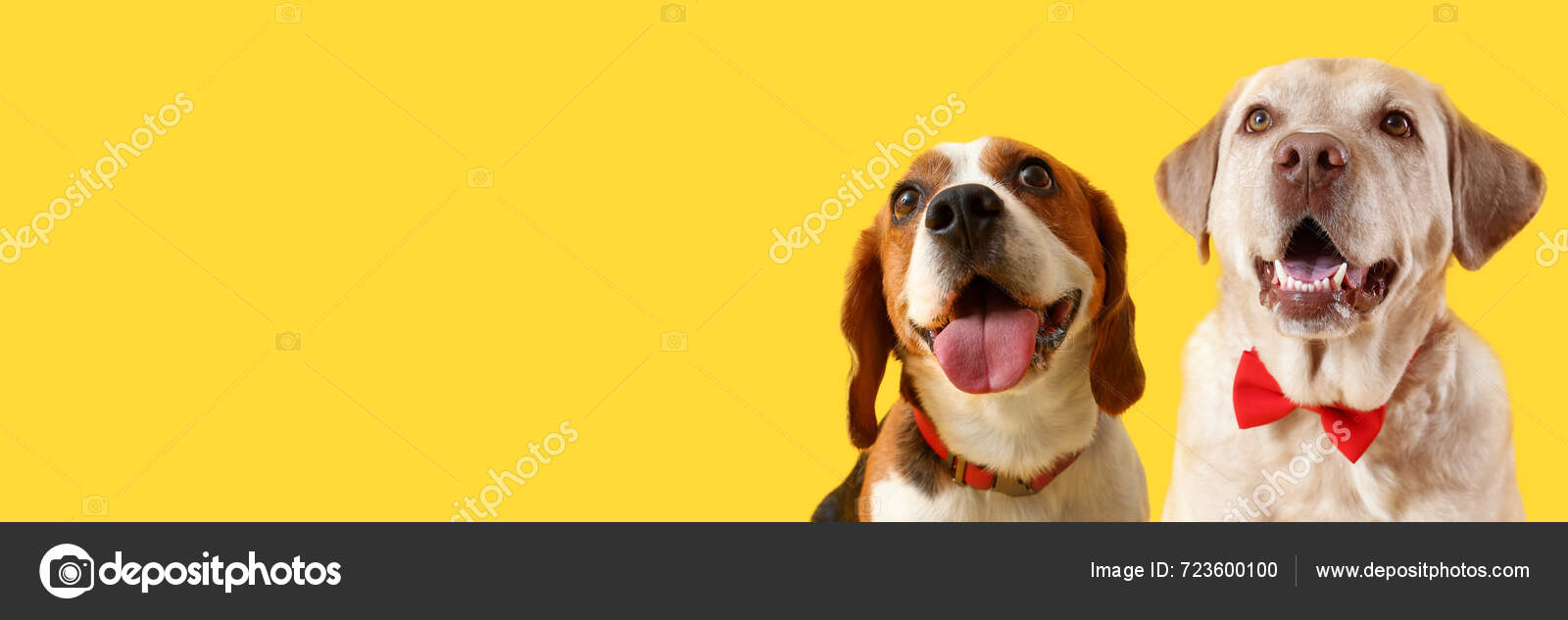 Cute Dogs Yellow Background Space Text — Stock Photo © serezniy #723600100