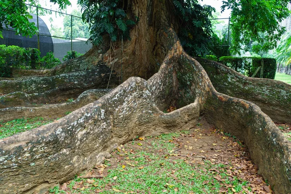 Tree of asia Stock Photos, Royalty Free Tree of asia Images | Depositphotos