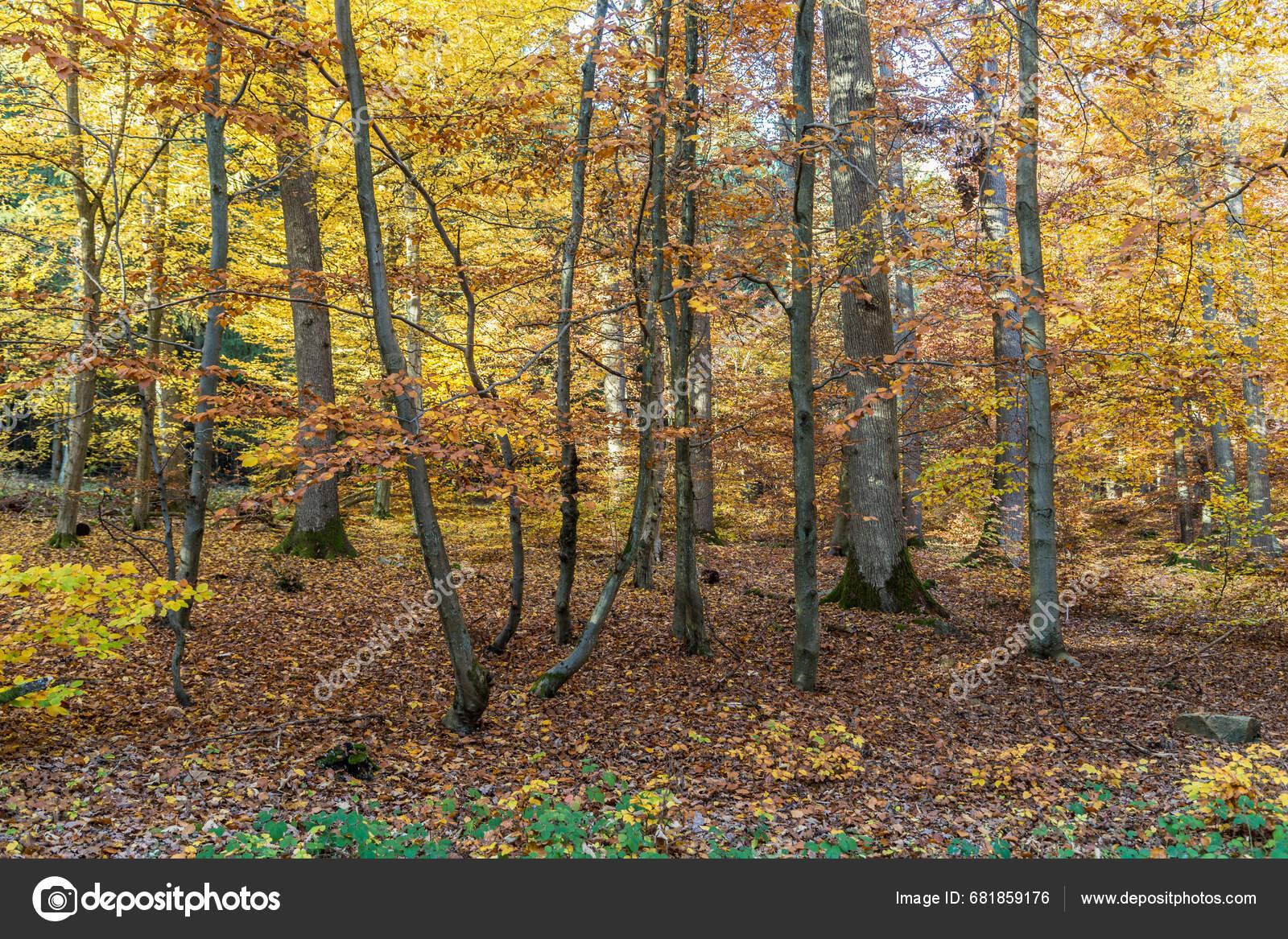 Maple Trees Crowns Yellow Green Foliage Indian Summer — Stock Photo ...