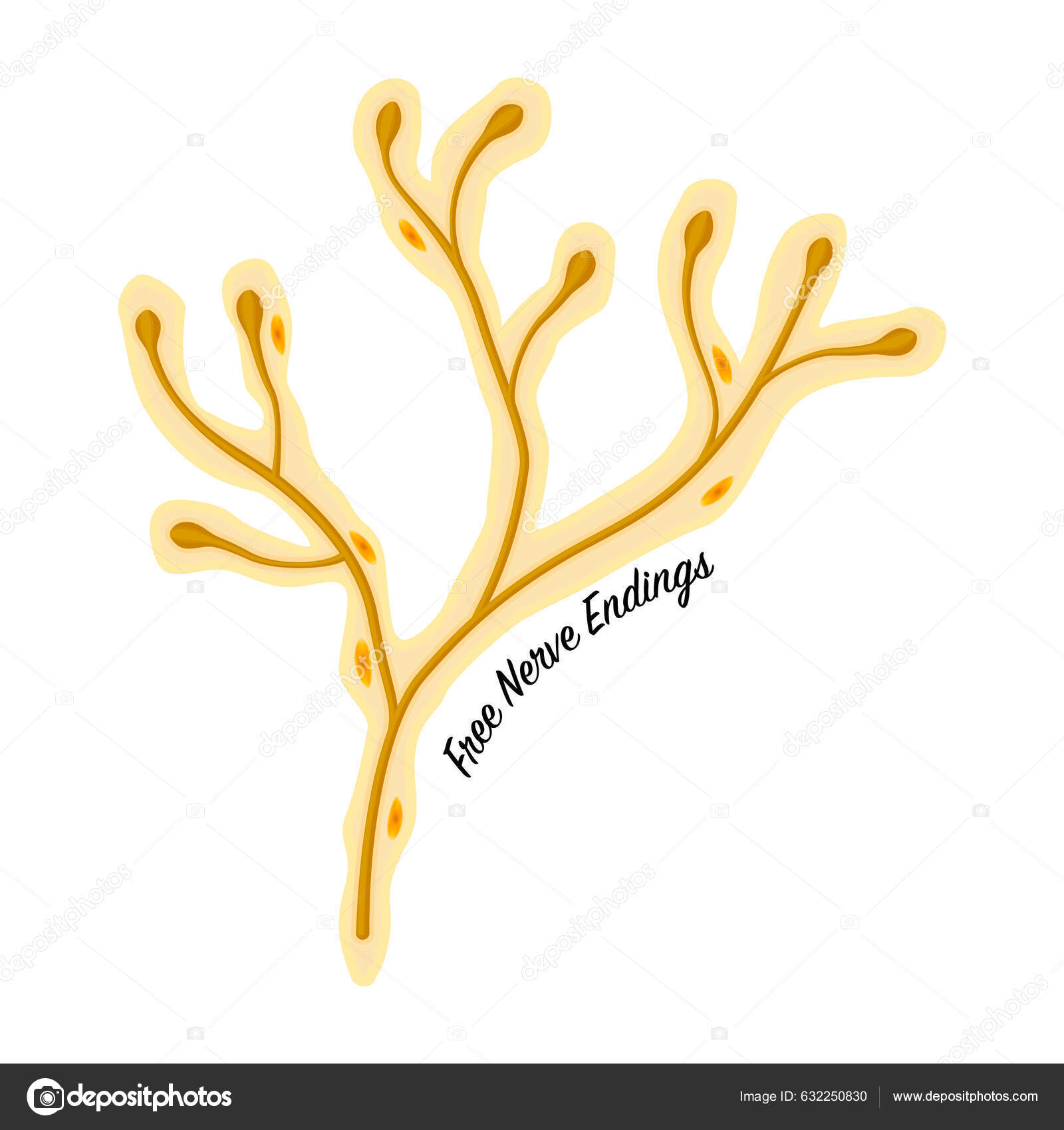 Free Nerve Endings Skin Receptor Colorful Illustration White Background ...