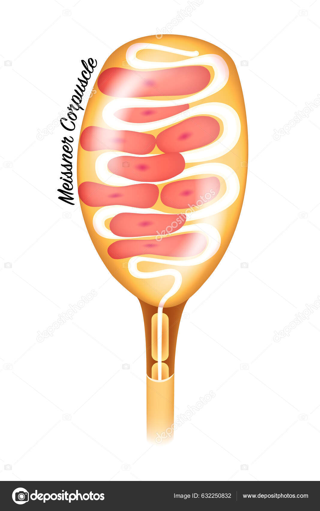 Meissner Corpuscle Skin Receptor Close Colorful Illustration White ...