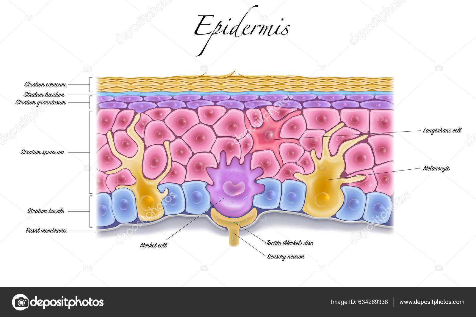 Epidermis Anatomy Closeup Colorful Illustration White Background Stock ...