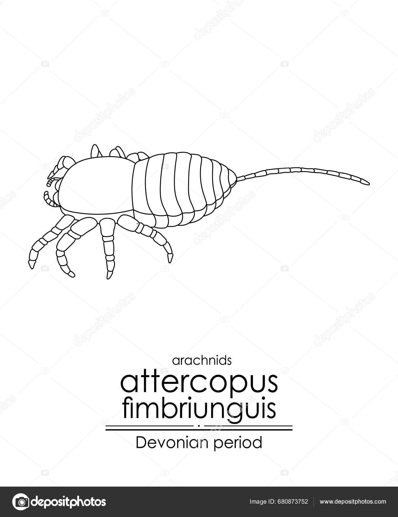 Attercopus Fimbriunguis Devonian Period Arachnid Oldest Known Spider ...