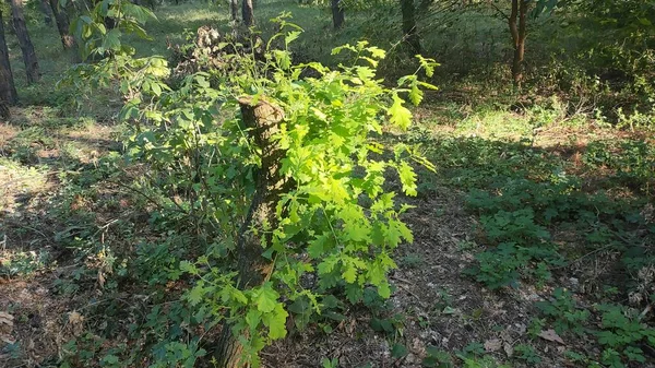 damaged walnut leaves. walnut disease. sick tree. diseased green leaves ...