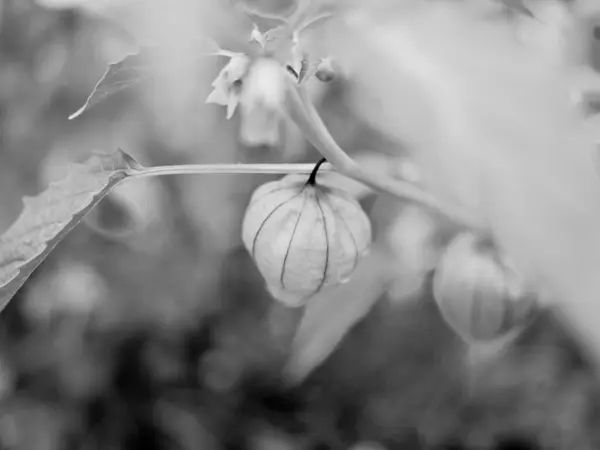 Physalis angulata (ceplukan, ciplukan, tomates de cáscara, guindas ...
