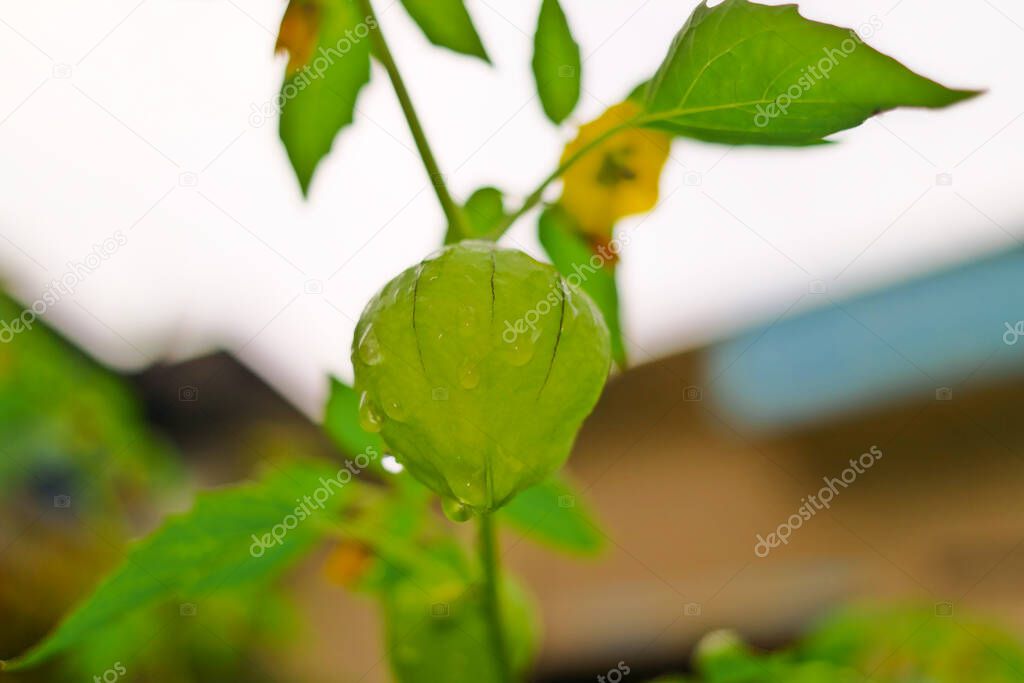 Physalis angulata (ceplukan, ciplukan, tomates de cáscara, guindas ...