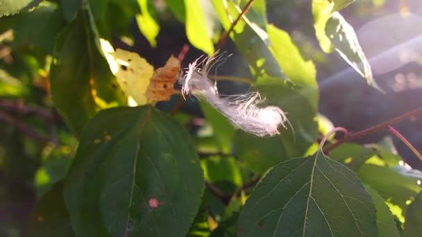 Feather Web White Feather Rays Light Feather Wind Explosion Feathers ...