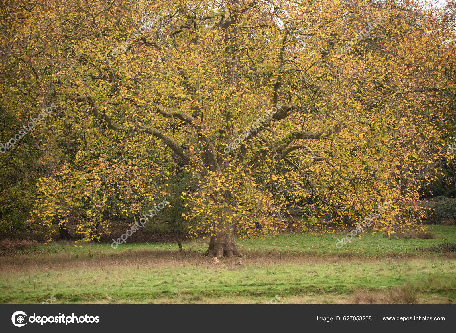 Beautiful Portrait London Plane Tree Planatus Acerifolia Autumn Vibrant ...