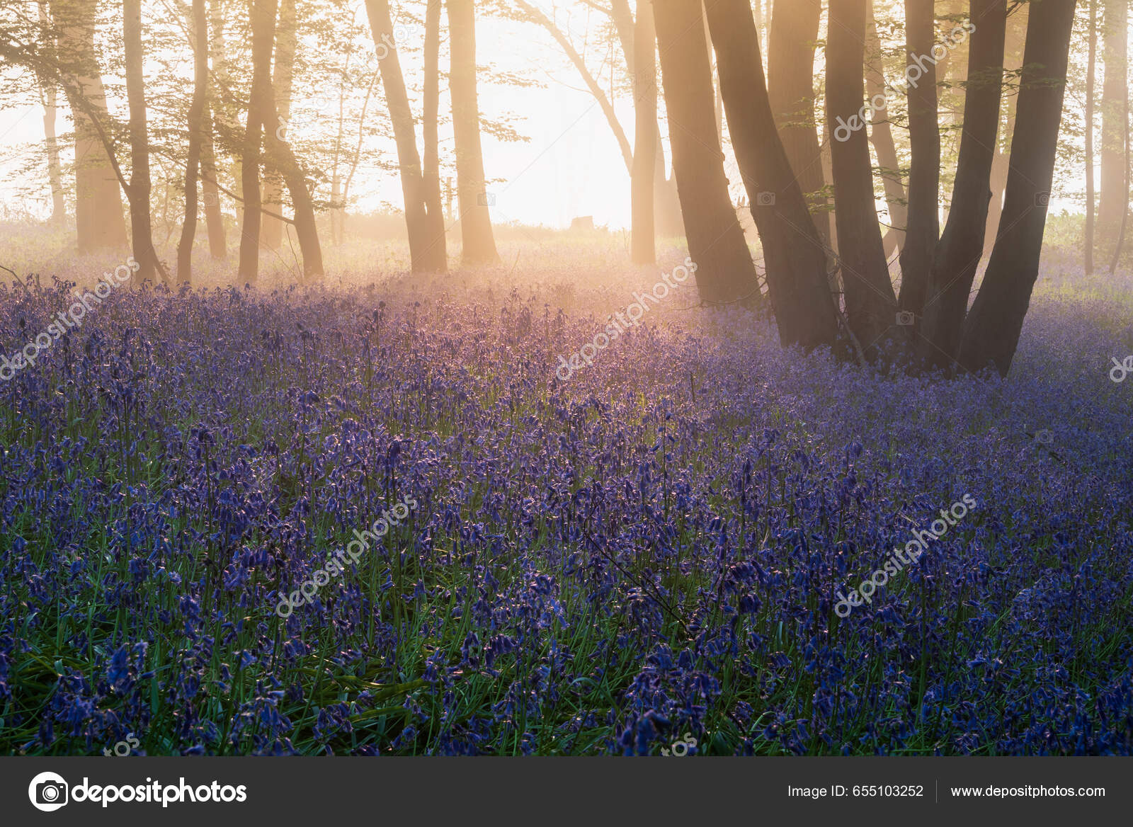 Beautiful Spring Bluebell Forest Light Layer Fog Giving Calm Peaceful ...