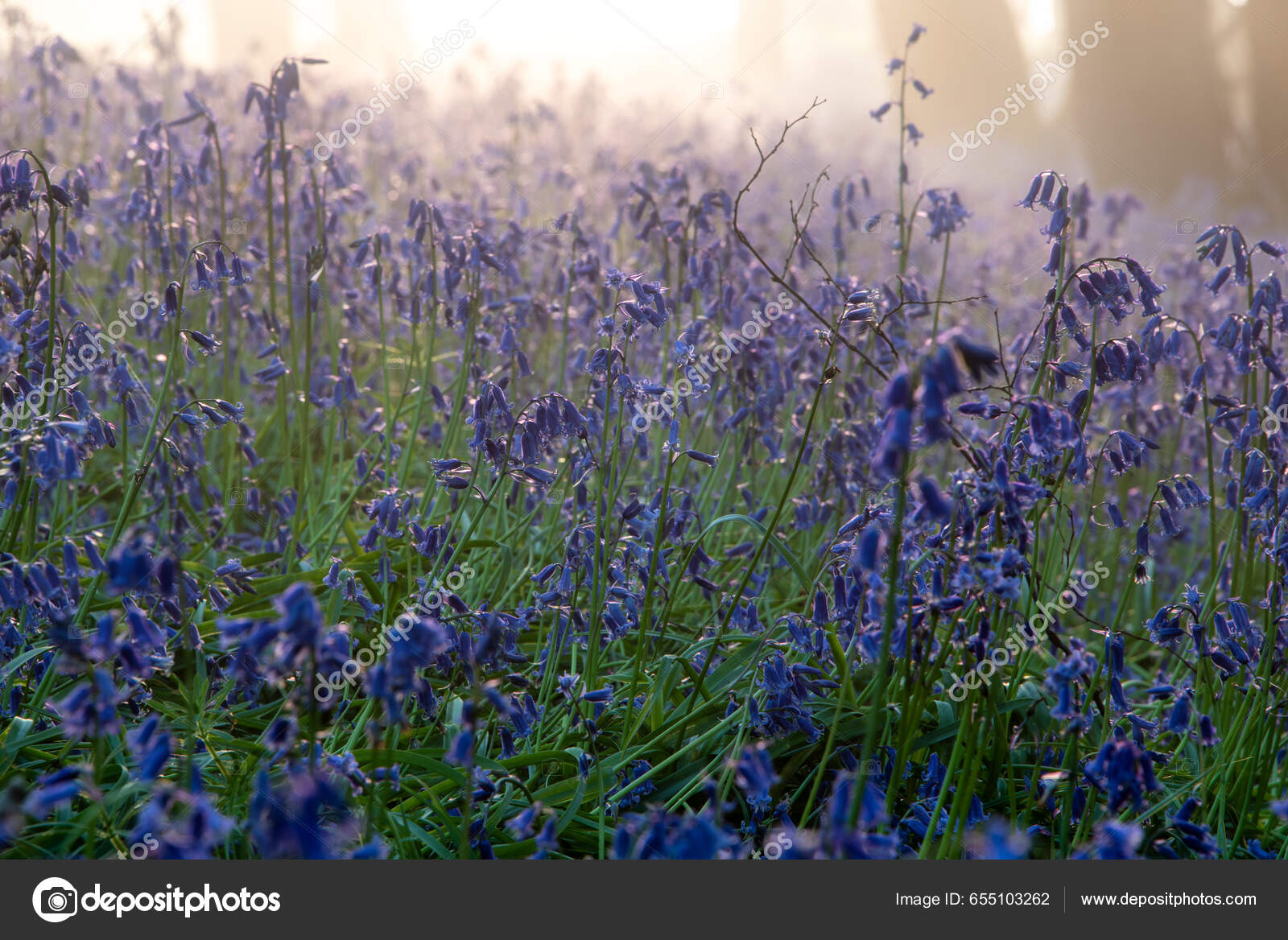 Beautiful Spring Bluebell Forest Light Layer Fog Giving Calm Peaceful ...