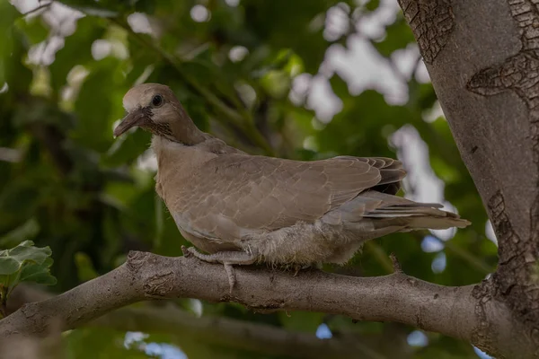 Fotos de Pomba rindo, Imagens de Pomba rindo sem royalties | Depositphotos