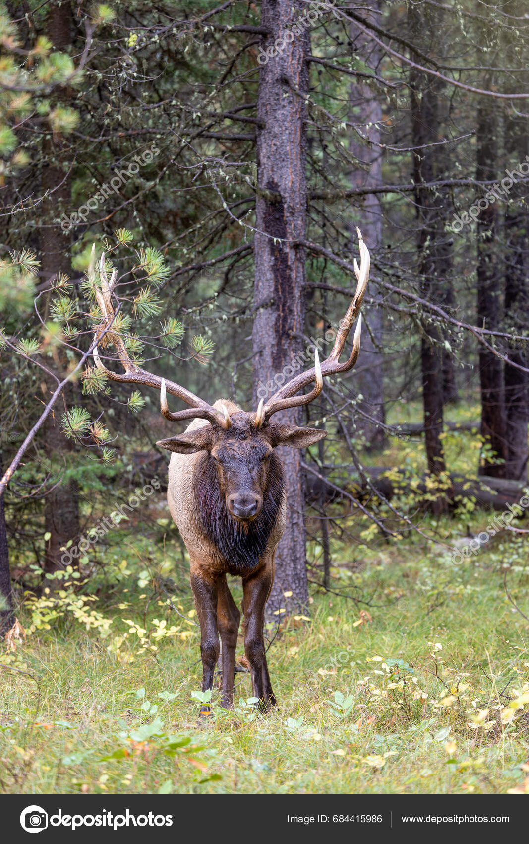 Bull Elk Fall Rut Wyoming — Stock Photo © twildlife #684415986