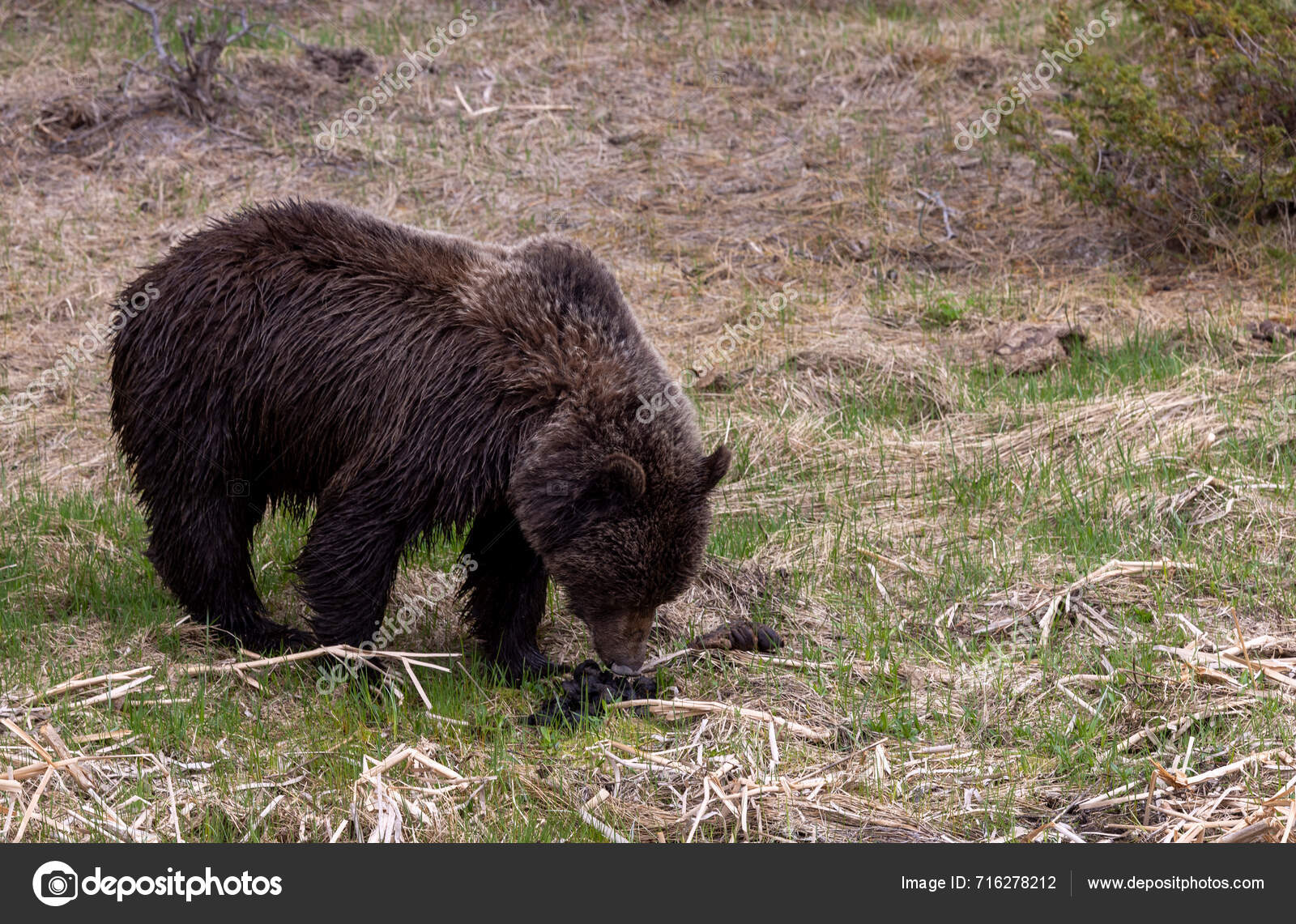Bull Moose Rut Autumn Wyoming — Stock Photo © twildlife #716278212