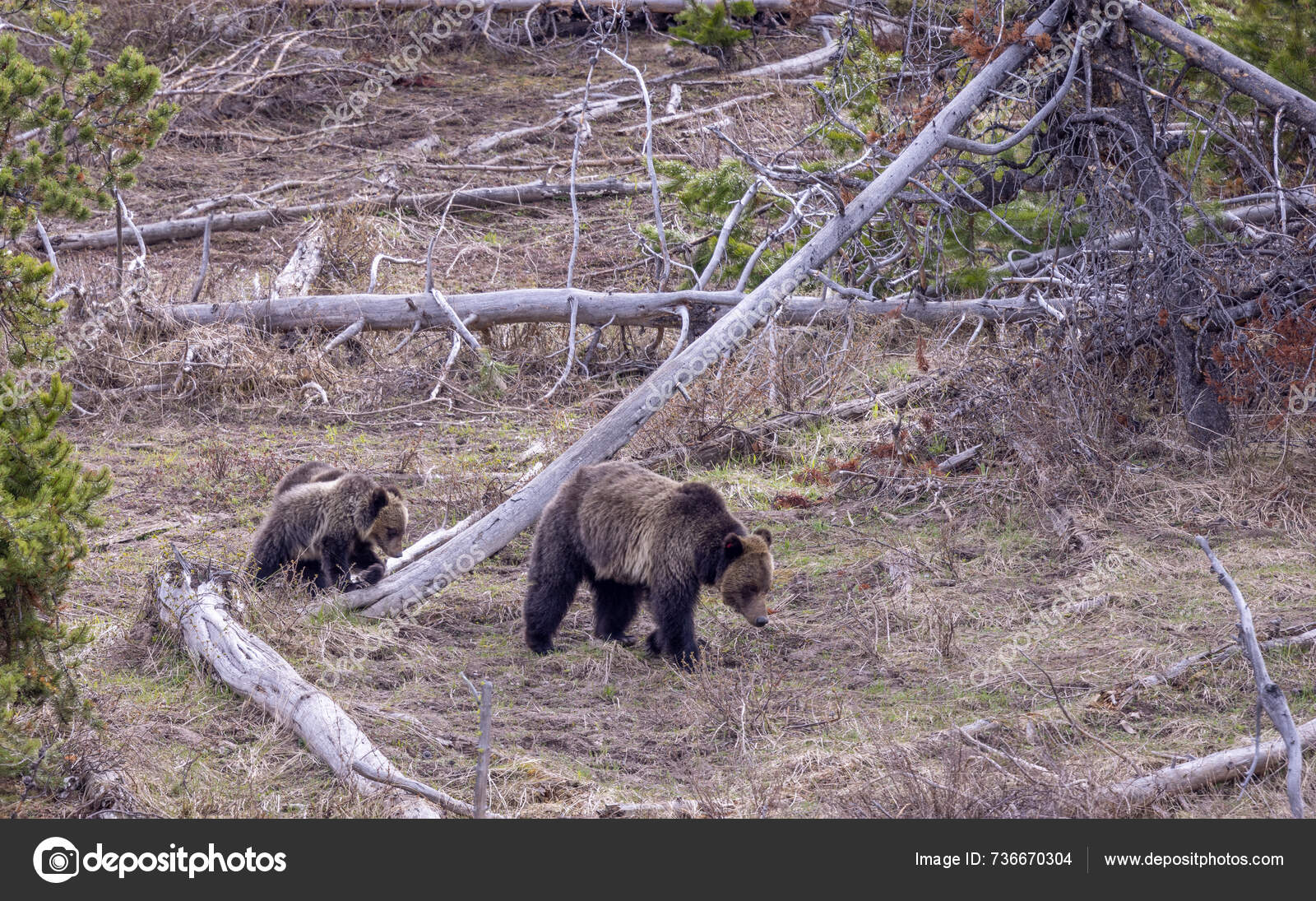 Grizzly Bear Sow Cubs Yellowstone National Park Wyoming Springtime ...
