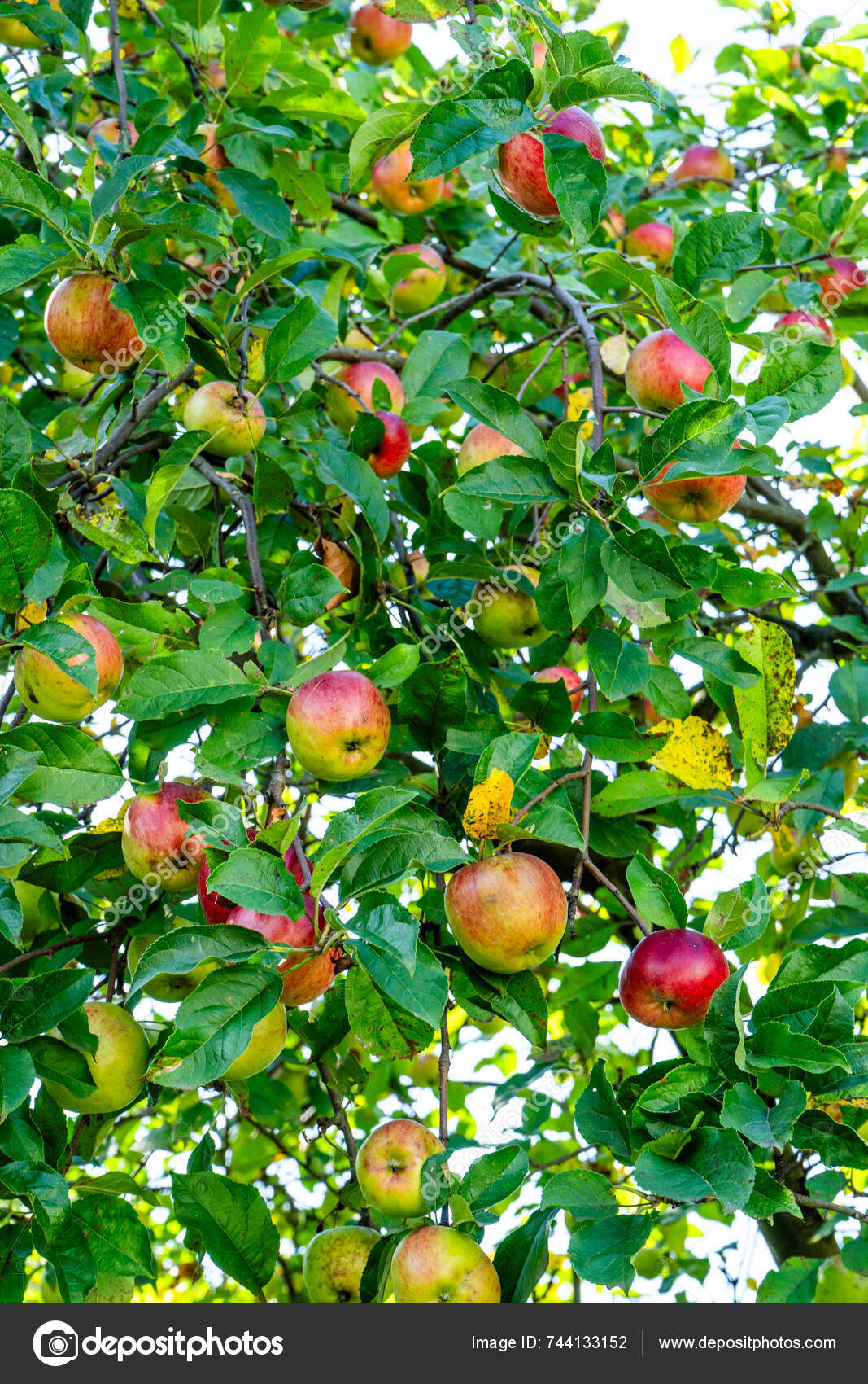 Red Apples Tree — Stock Photo © Real_life #744133152