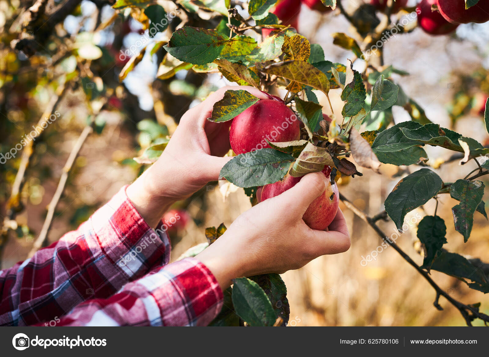 Woman Picking Ripe Apples Farm Farmer Grabbing Apples Tree Orchard ...