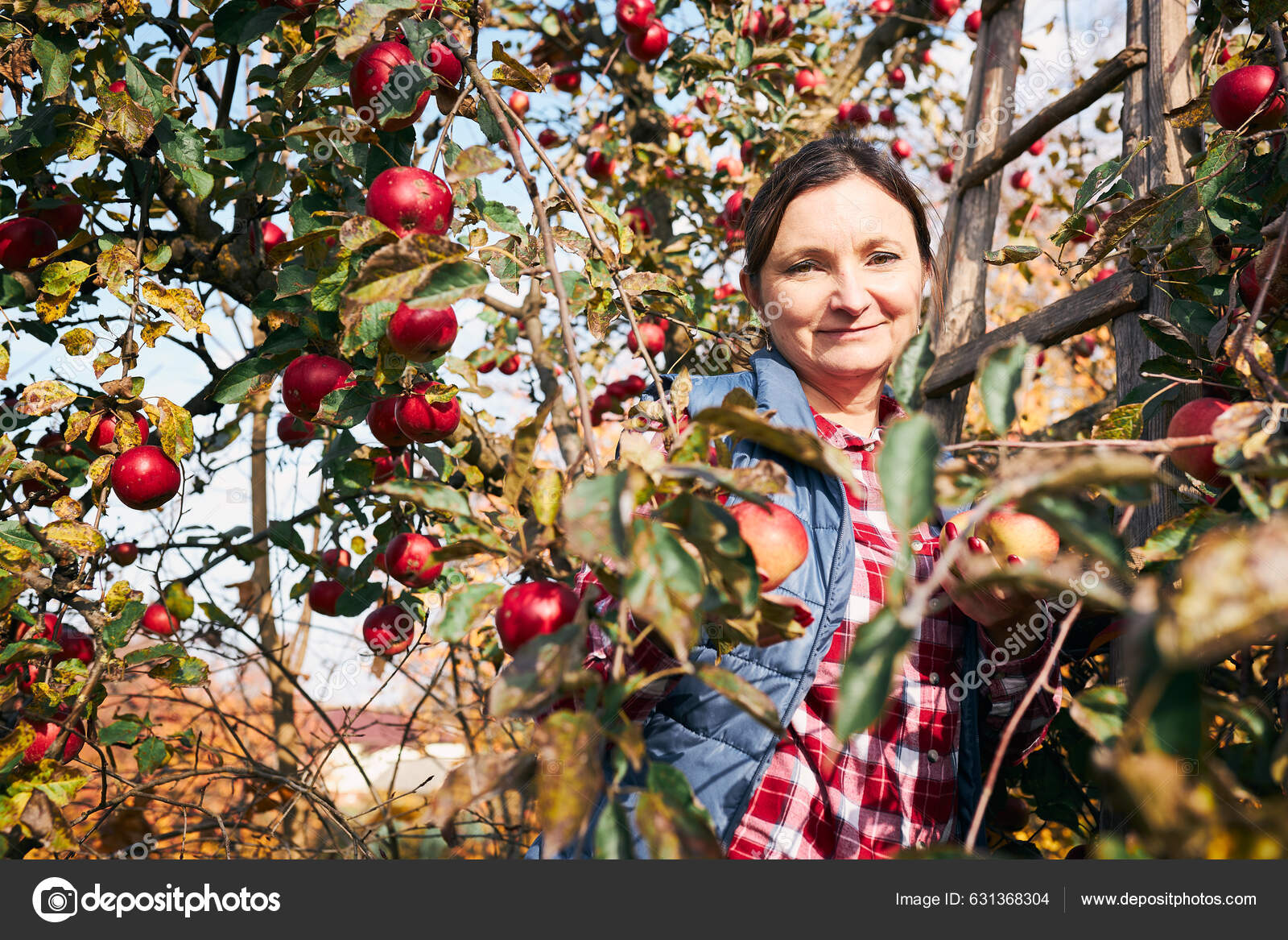 Woman Picking Ripe Apples Farm Farmer Grabbing Apples Tree Orchard