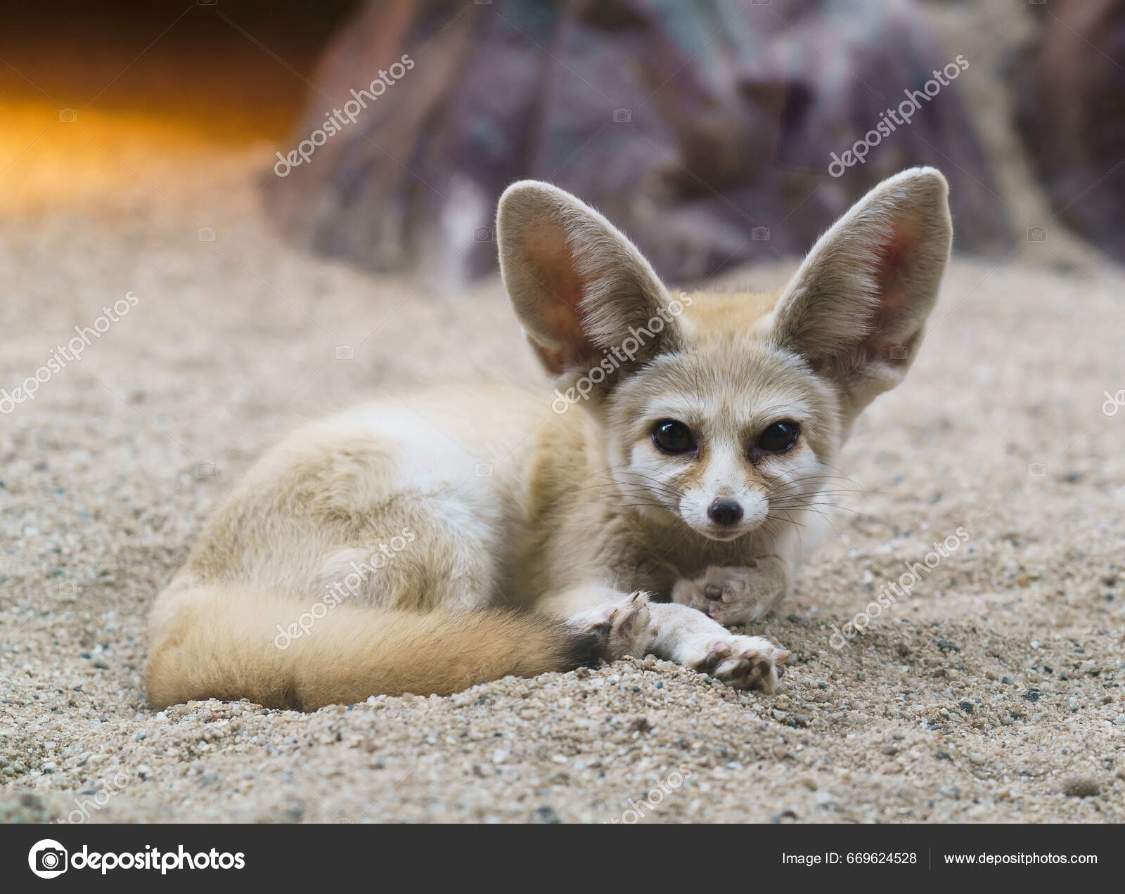 Fennec Fox Vulpes Zerda Small Fox Sahara — Stock Photo © anankkml ...