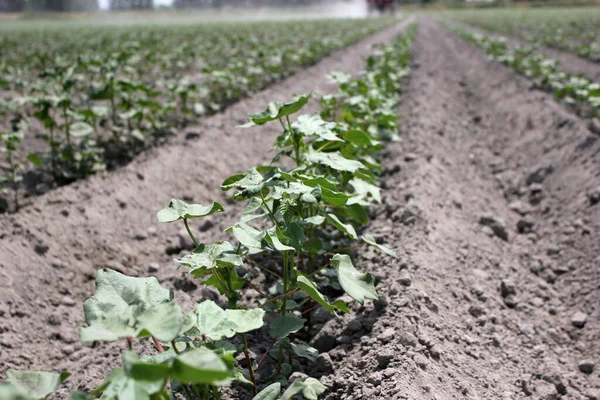 A field of sprouting cotton plants - Stock Image - Everypixel