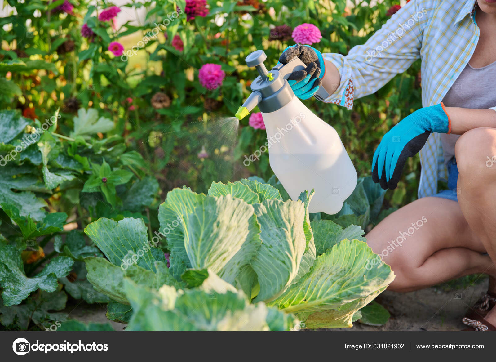 Woman Spraying Cabbage Pest Control Spraying Poison Kill Insects Leaves ...