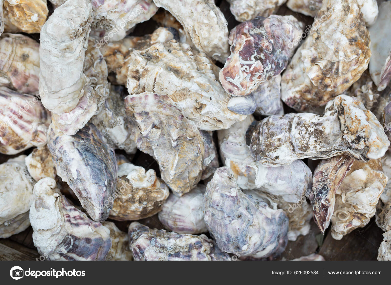 Oyster Shell Texture