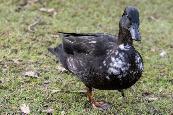 Imágenes de Pato de colores, fotos de Pato de colores sin royalties ...