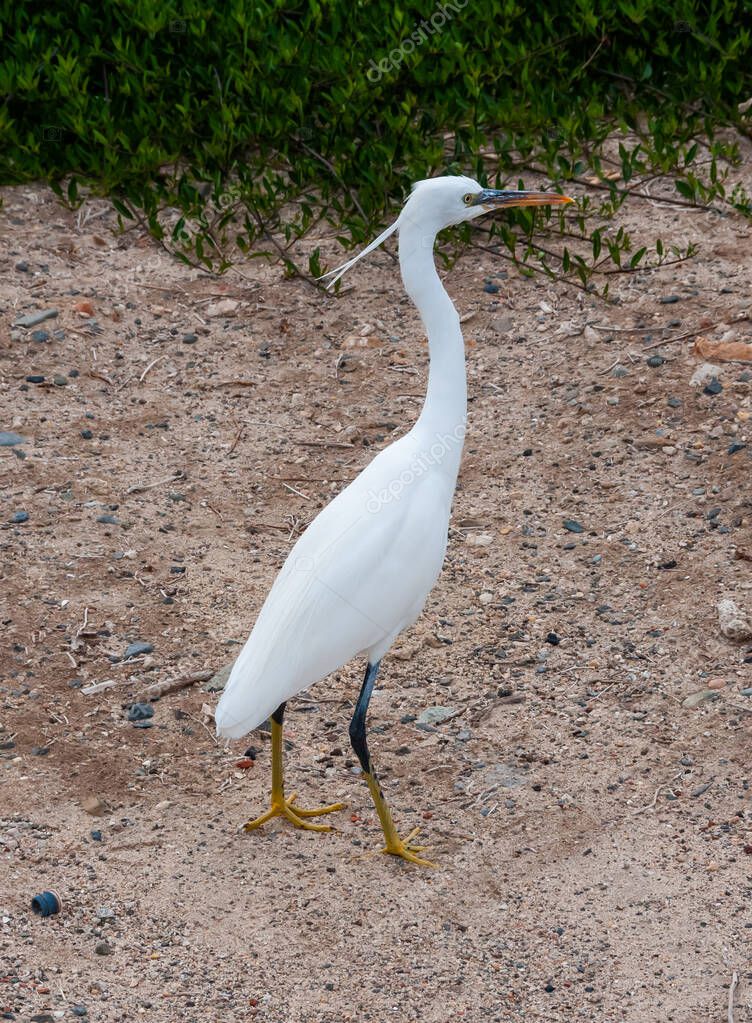 Una garza blanca caza aves en una orilla arenosa, Mar Rojo, Marsa Alam ...