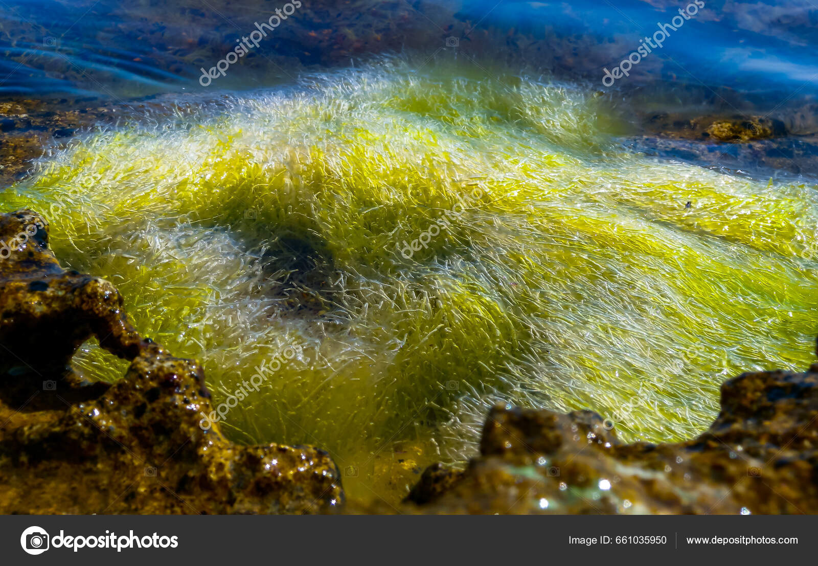 Klasifikasi Alga Dan Ciri-cirinya Terlengkap, 46% OFF