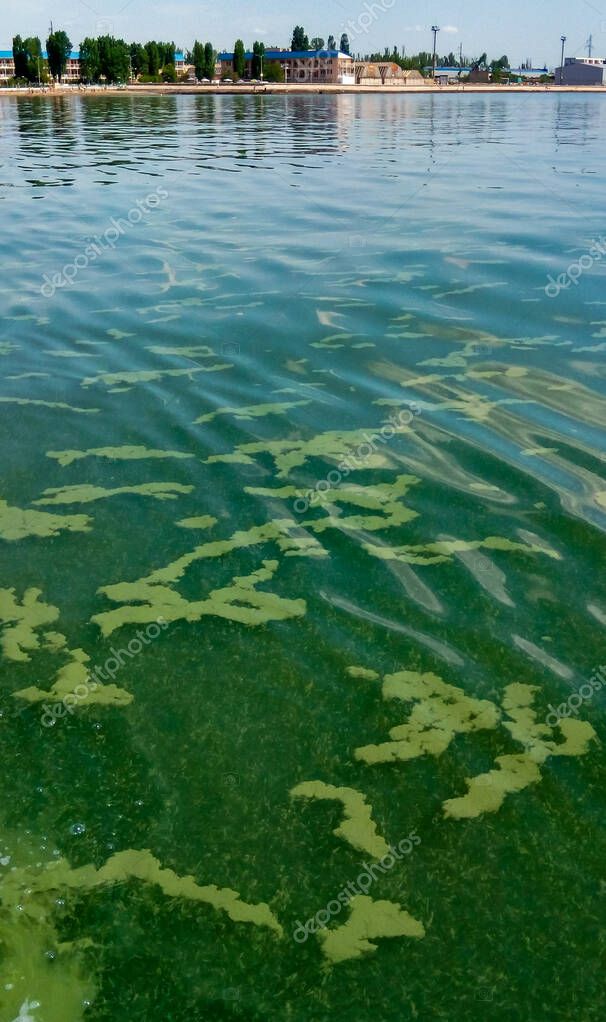Las algas flotan en la superficie del agua en el Mar Negro, una alga ...